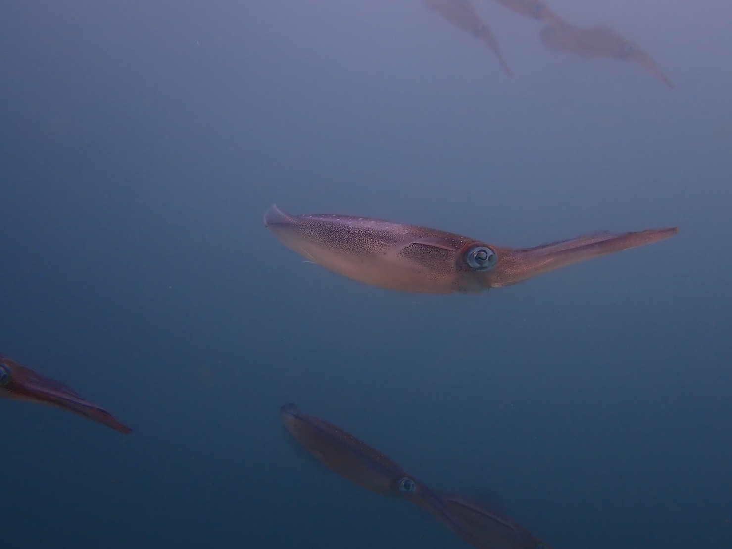 GW7日目 3ボート1ビーチ1ボート – 千葉県勝浦市の海でスキューバダイビング DUCK DIVE【ダックダイブ】