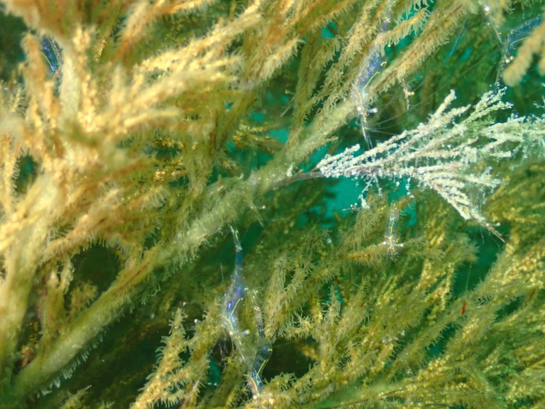 FUNDIVEコース – 千葉県勝浦市の海でスキューバダイビング DUCK DIVE【ダックダイブ】