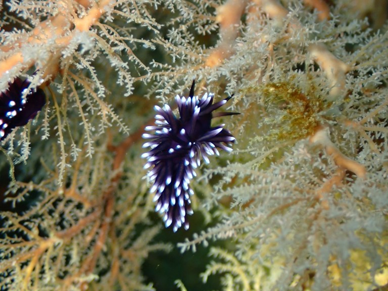 12.28 FUNDIVEコース – 千葉県勝浦市の海でスキューバダイビング DUCK DIVE【ダックダイブ】