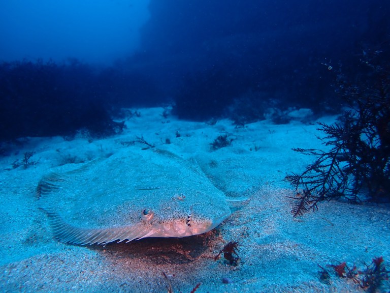 12.28 FUNDIVEコース – 千葉県勝浦市の海でスキューバダイビング DUCK DIVE【ダックダイブ】