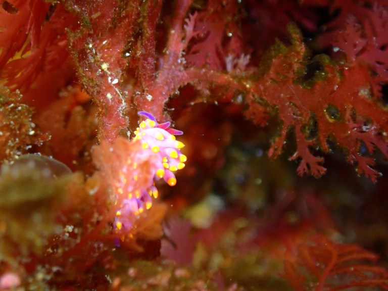 ウマノセ圧倒的な魚影。 – 千葉県勝浦市の海でスキューバダイビング DUCK DIVE【ダックダイブ】