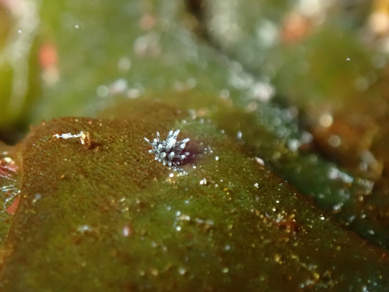 ウマノセ圧倒的な魚影。 – 千葉県勝浦市の海でスキューバダイビング DUCK DIVE【ダックダイブ】