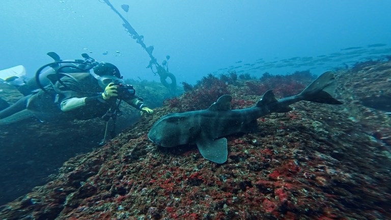ウマノセ圧倒的な魚影。 – 千葉県勝浦市の海でスキューバダイビング DUCK DIVE【ダックダイブ】