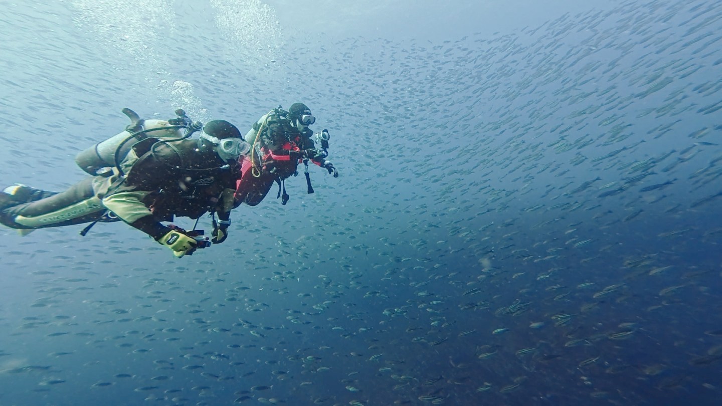 ウマノセ圧倒的な魚影。 – 千葉県勝浦市の海でスキューバダイビング DUCK DIVE【ダックダイブ】